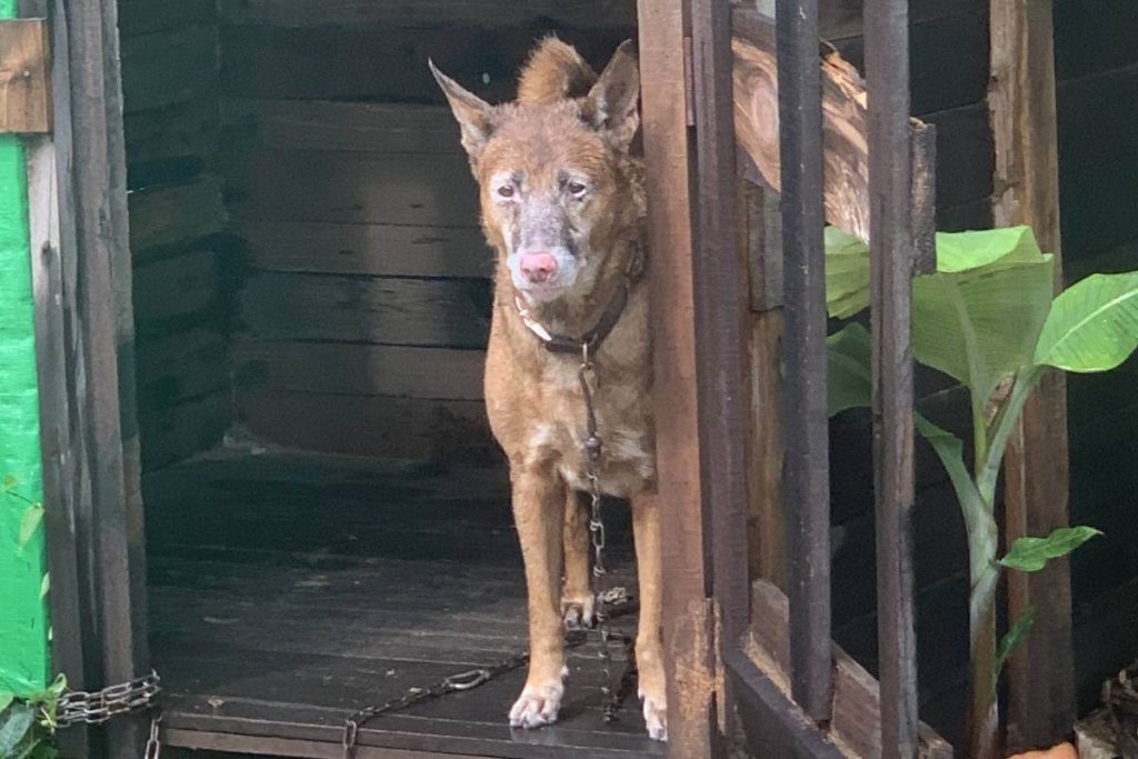 Effects Of Dog Confinement - Chained Dog Awareness Singapore