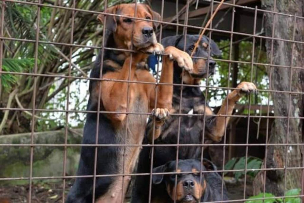 Why It’s Important To Let Your Dog Be A Dog - Chained Dog Awareness ...